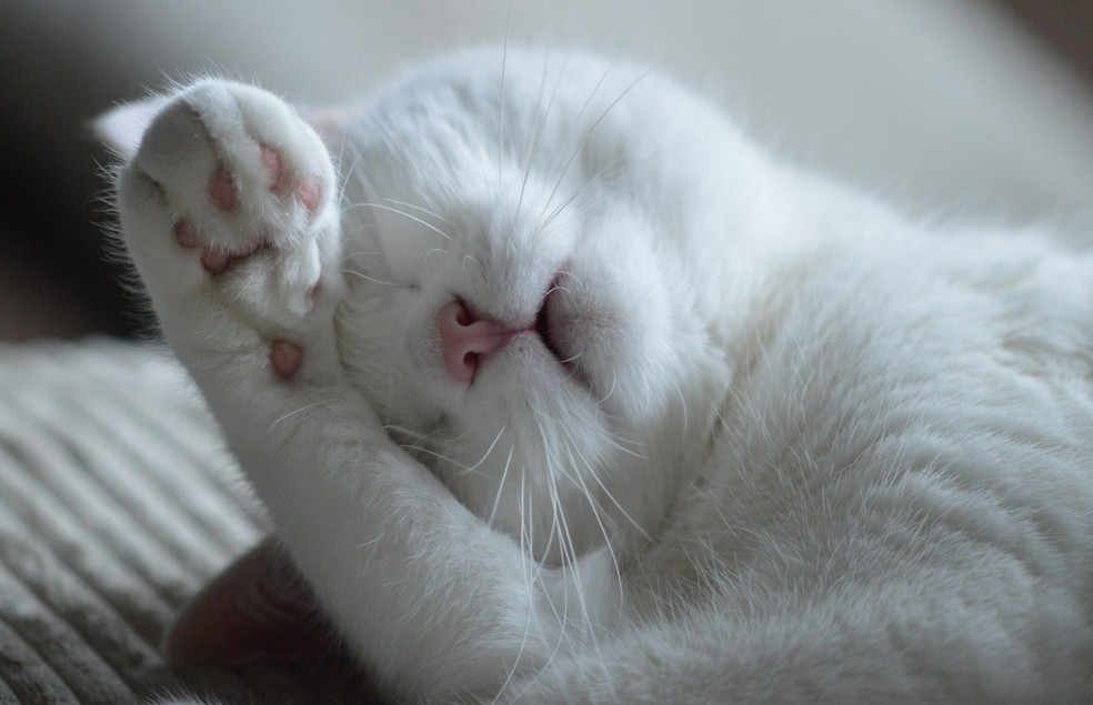Saiba identificar 8 sinais de que um gato está doente | Saúde | Vida de ...