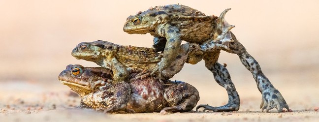 Foto de raposa que venceu concurso internacional foi tirada por acaso ...