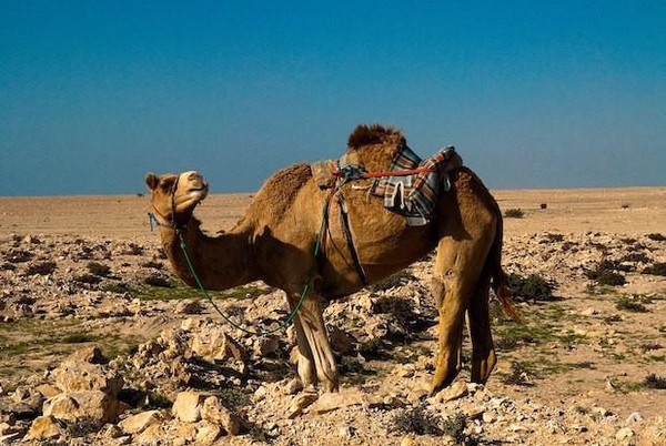 Conheça os 8 animais terrestres mais altos do planeta | Comportamento ...