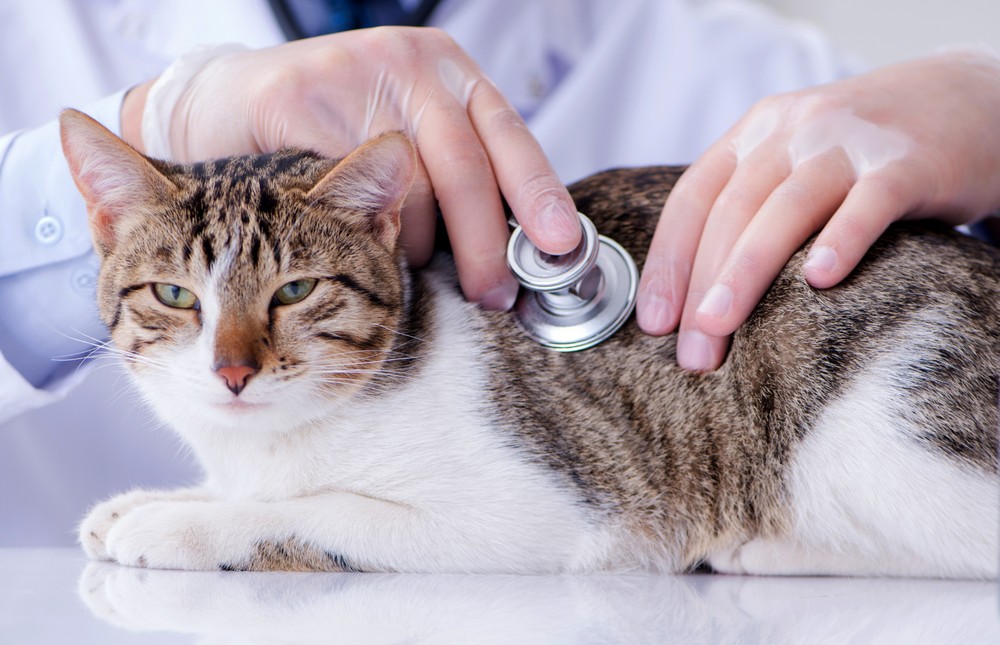 Saiba identificar 8 sinais de que um gato está doente | Saúde | Vida de ...