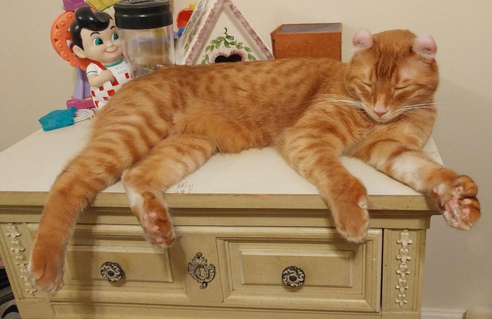 Gato lince doméstico: felino de aparência selvagem e comportamento ...