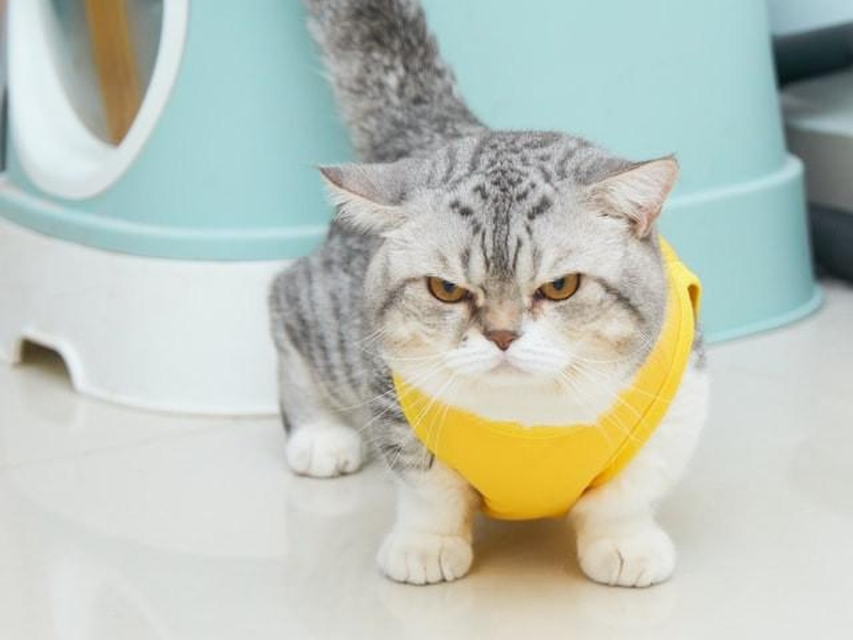 Gato munchkin, o felino das patas curtas | Raças | Vida de Bicho