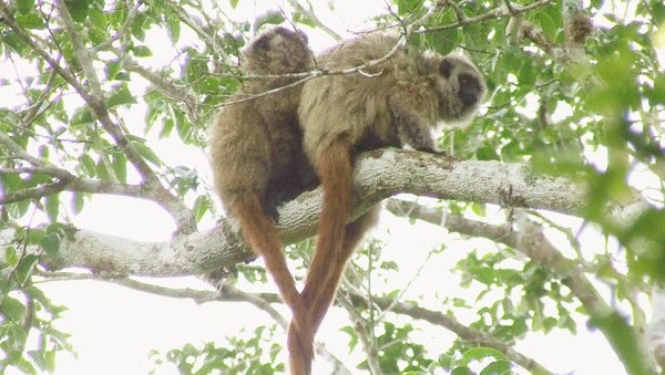Caatinga: 10 animais do bioma exclusivamente brasileiro | Comportamento ...