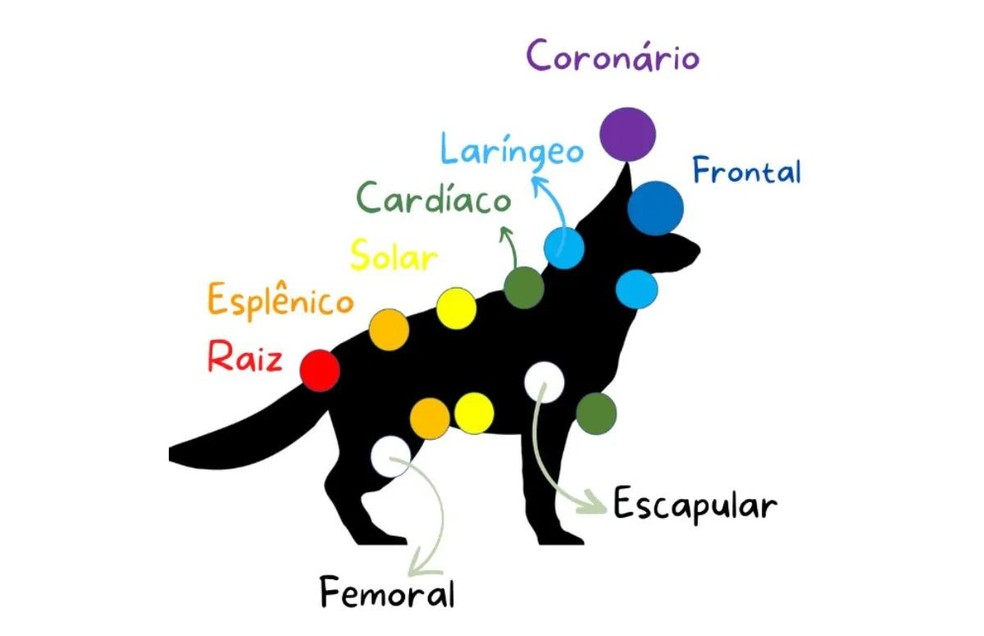 Entenda por que os chakras são importantes para a saúde do seu pet ...
