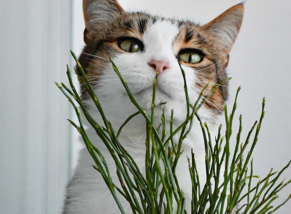 Grama para gatos: conheça os benefícios e saiba quando utilizá-la ...