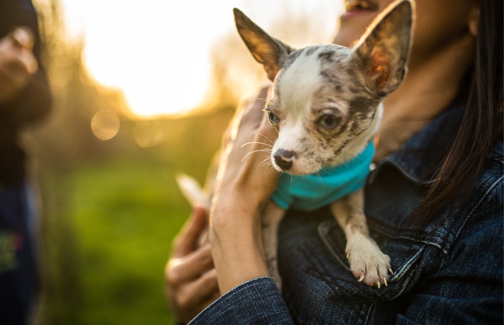 Dicas para acalmar cães e gatos de forma eficaz | Conexão Pet | Vida de ...