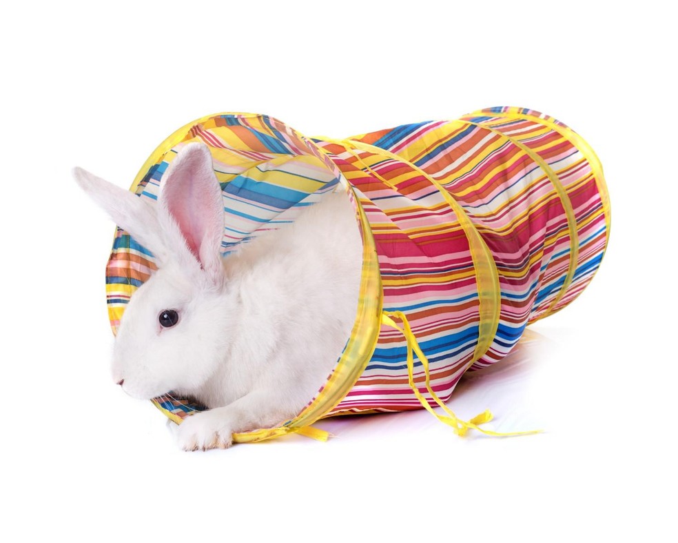 O que você precisa saber antes de adotar um coelho | Comportamento ...