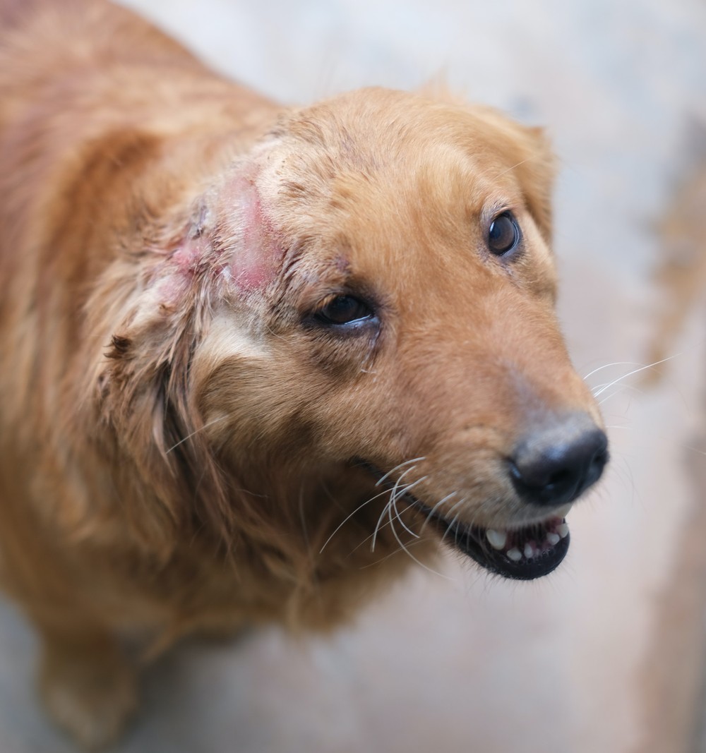 Feridas nos cachorros: conheça as principais causas e como tratá-las ...