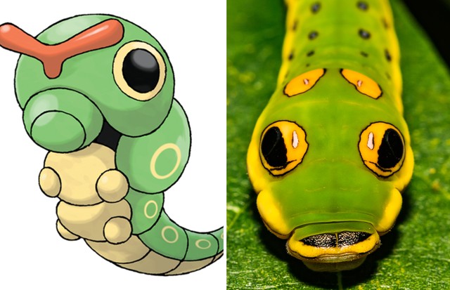 Pokémons da vida real? Conheça os personagens baseados em animais ...