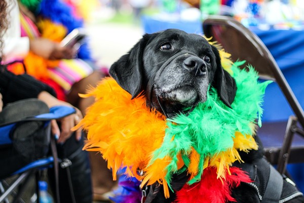 9 eventos pet friendly para curtir o Carnaval em São Paulo ...