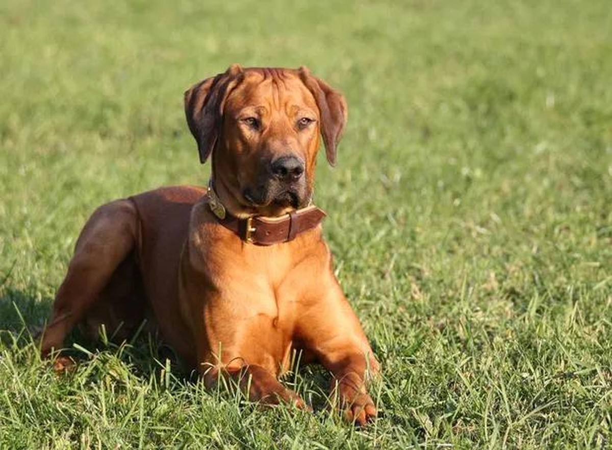 Rhodesian ridgeback: saiba tudo sobre o 'cachorro caçador de leões ...