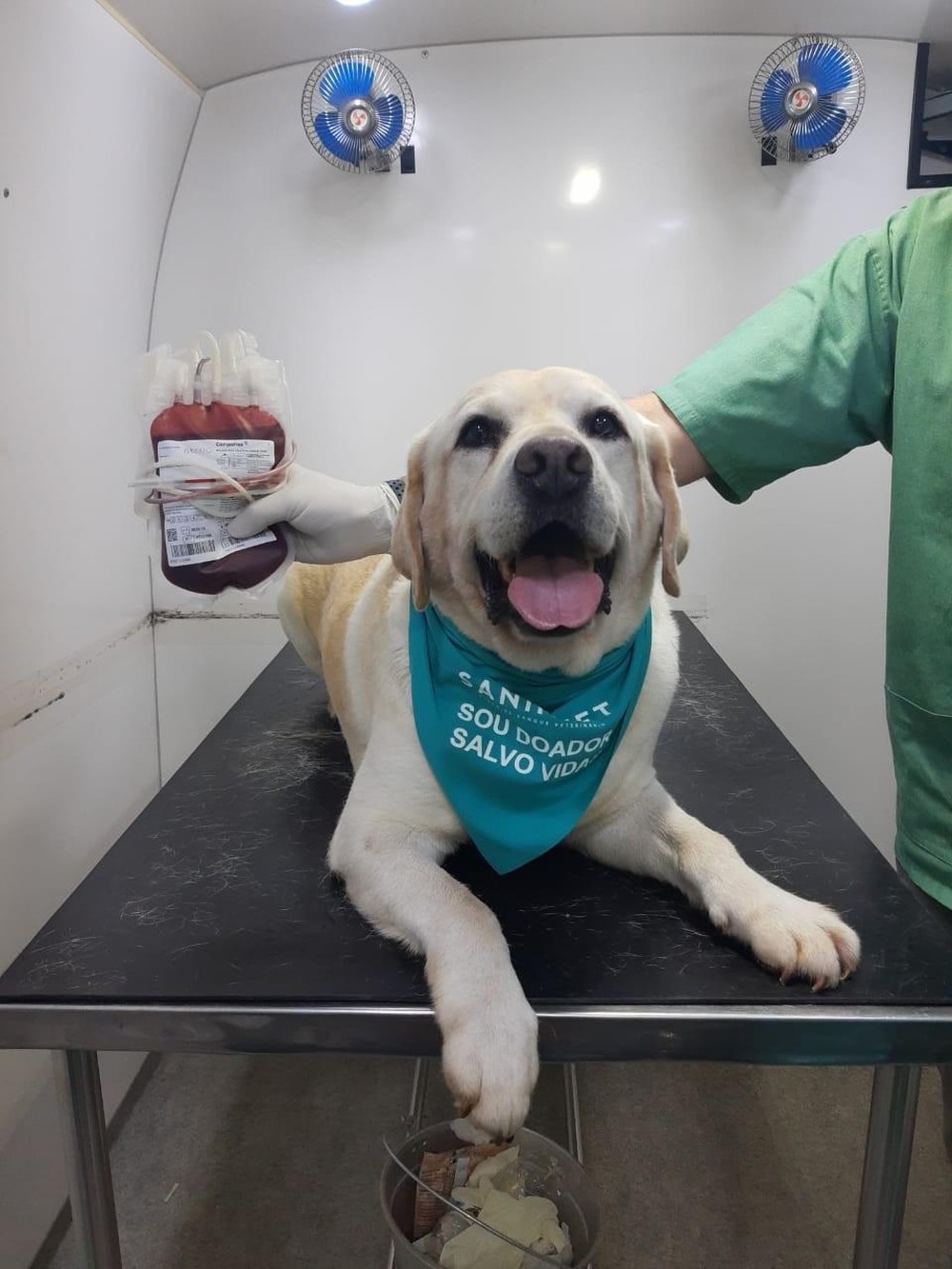 Evento no Parque da Independência, em SP, terá doação de sangue animal ...