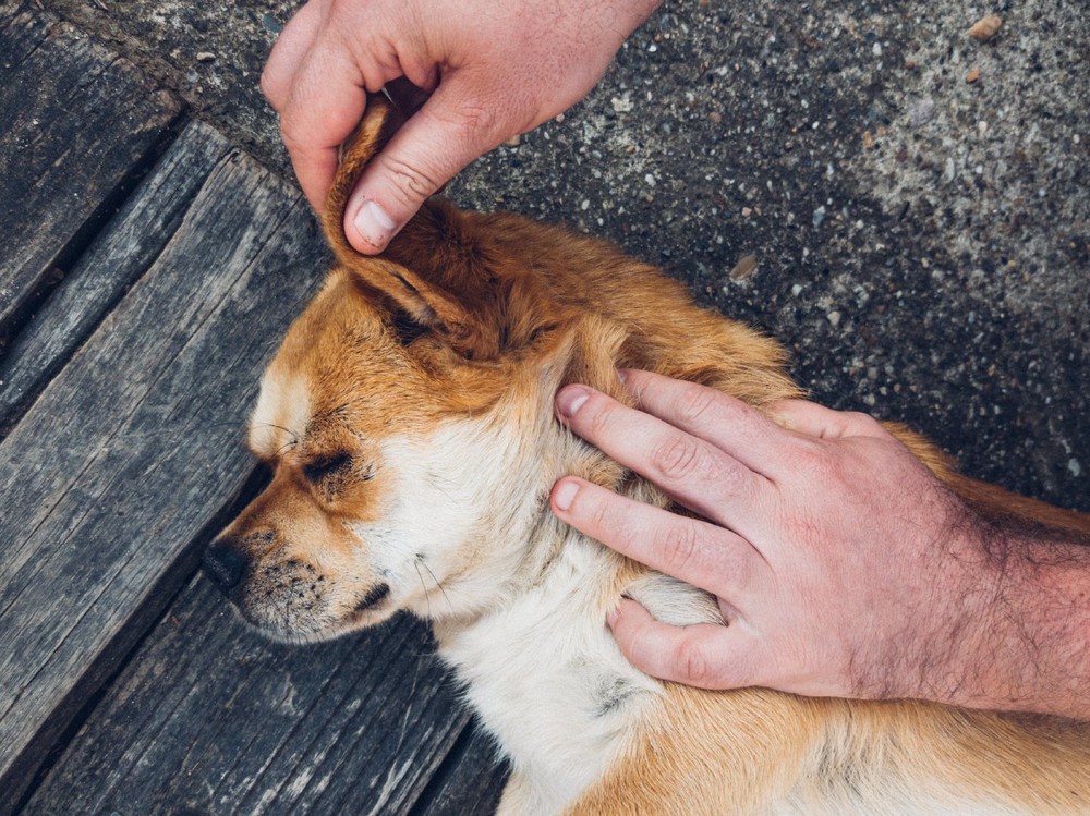 5 maneiras de acabar com carrapatos em cachorros | Saúde | Vida de Bicho