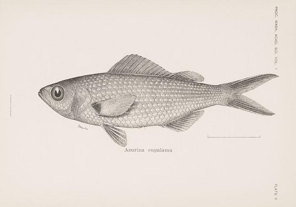 Peixes extintos: confira 7 espécies que não existem mais ...