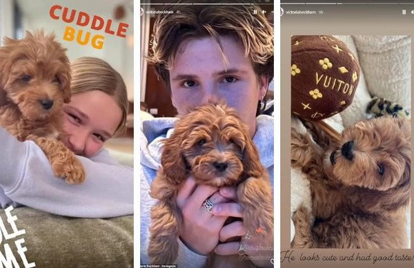 David Beckham apresenta Simba, o novo membro da família | Comportamento ...