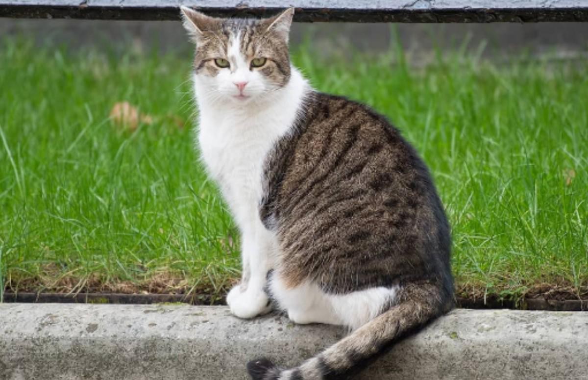 Quais primeiros-ministros britânicos dividiram residência com Larry ...