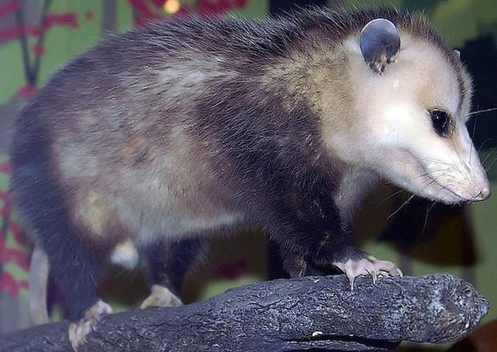 Bichos da 'night': 9 animais que preferem sair à noite para caçar ...