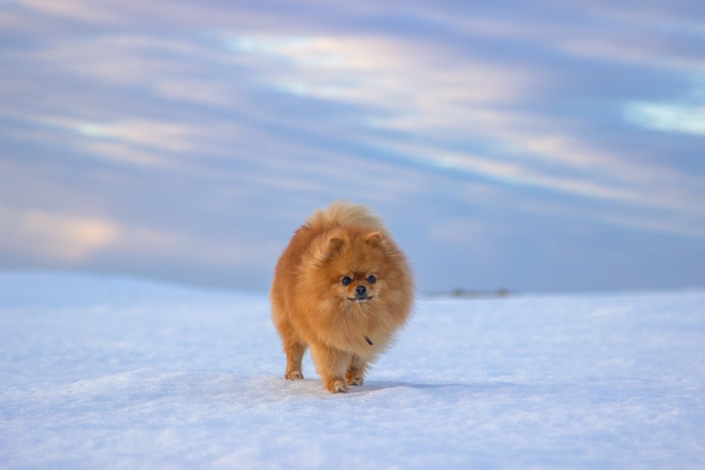 Troca de pelo no Spitz Alemão: entenda para cuidar melhor do seu cão ...