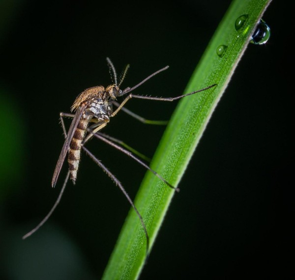 Entenda por que há menos mosquitos no inverno | Comportamento | Vida de ...