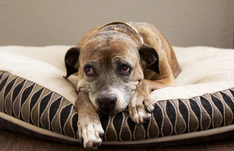 10 atitudes suas que podem deixar seu pet mais ansioso | Conexão Pet ...