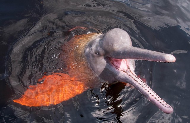 Muito além das lendas: conheça curiosidades sobre o boto-cor-de-rosa ...