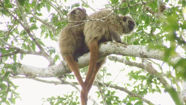 Caatinga: 10 animais do bioma exclusivamente brasileiro | Comportamento ...
