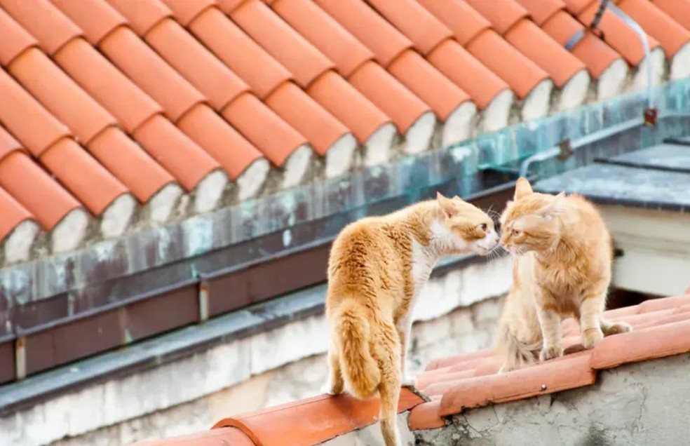 Por que os gatos gritam quando estão acasalando? | Comportamento | Vida ...