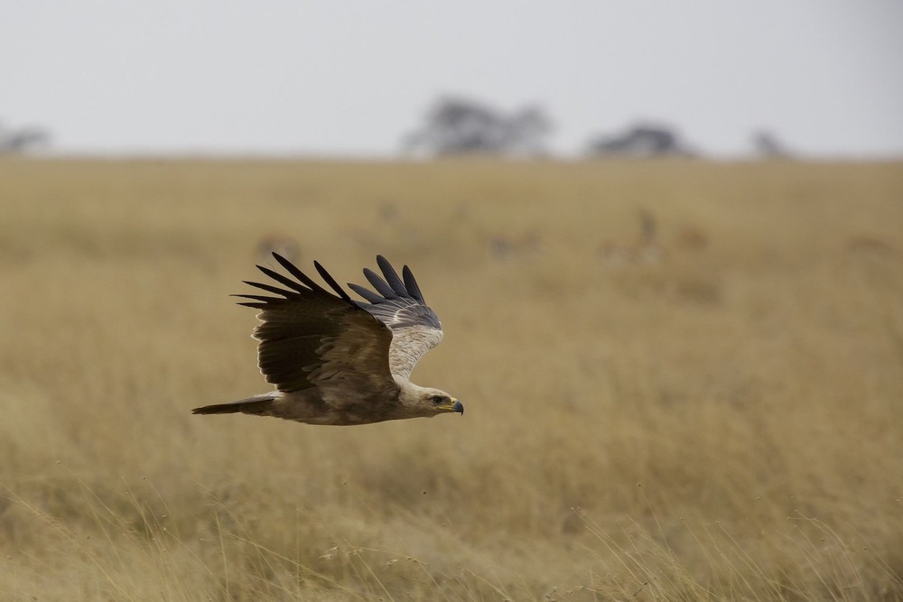 Veja quais são os animais símbolo dos países da Copa do Mundo ...
