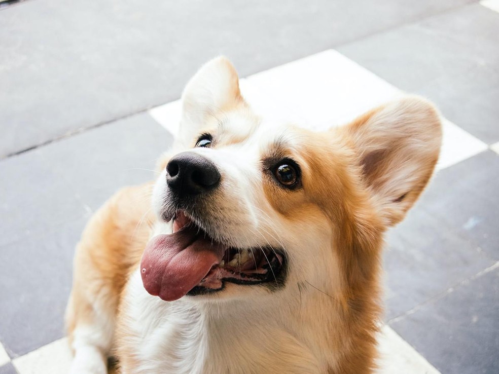 Entenda mais sobre o corgi, o cão favorito da rainha Elizabeth II ...