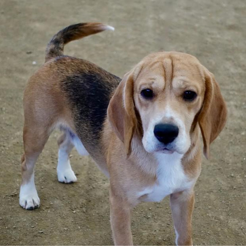 Demonstração de felicidade? Saiba por que os cães abanam o rabo ...
