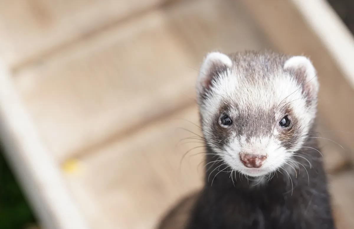 Veja quais são os animais mais apropriados para apartamentos pequenos ...