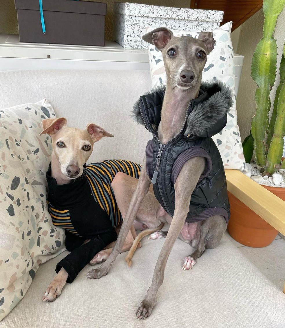 Todo mundo fica mais elegante no frio? Estes pets mostram que sim ...