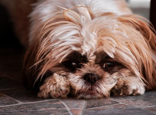 Otopatia em animais: como identificar e tratar o quadro | PetExpertise ...