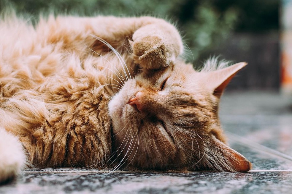 Por que os gatos ronronam? Entenda esse comportamento felino ...