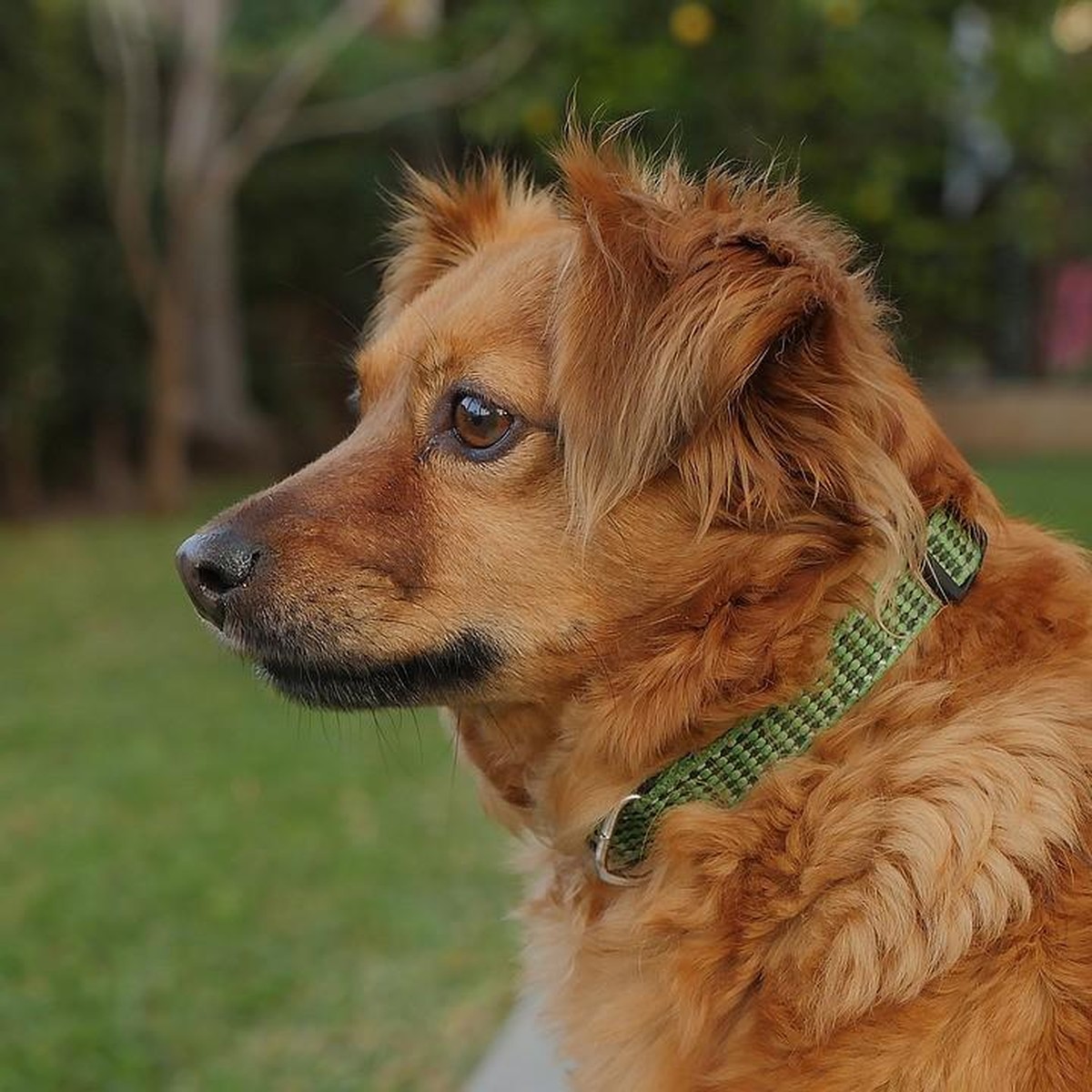 Pastor basco: um dos cães mais antigos do mundo | Raças | Vida de Bicho