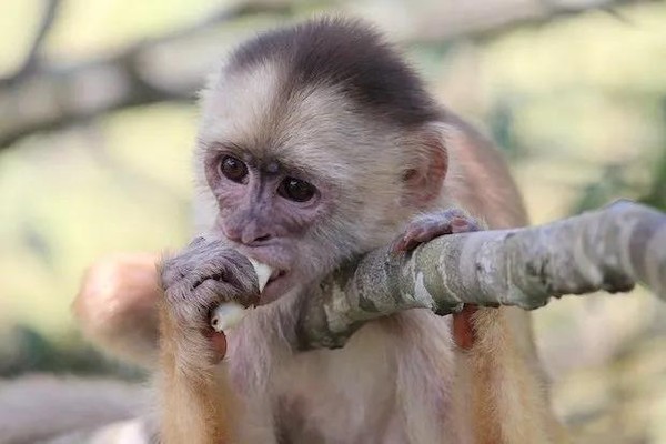 Conheça 9 macacos do Brasil ameaçados de extinção | Comportamento ...