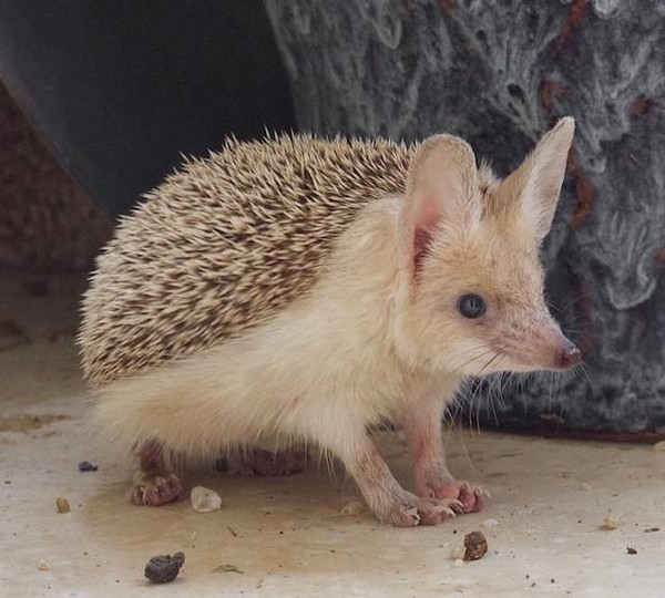 Muito além dos ursos: conheça 10 animais que também hibernam ...