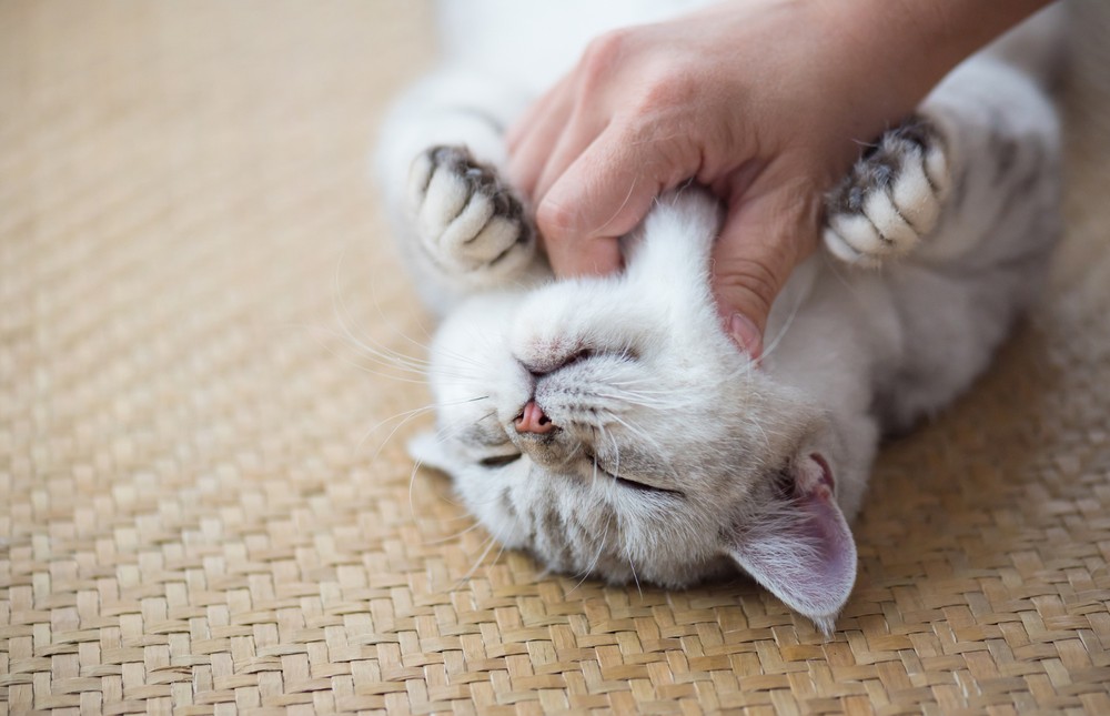 10 sinais de que o seu gato é feliz e dicas para deixá-lo assim ...