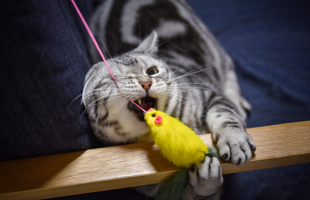 10 sinais de que o seu gato é feliz e dicas para deixá-lo assim ...