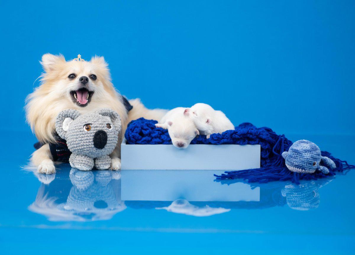 Ensaio fotográfico com os pets: já pensou em fazer? | Comportamento ...