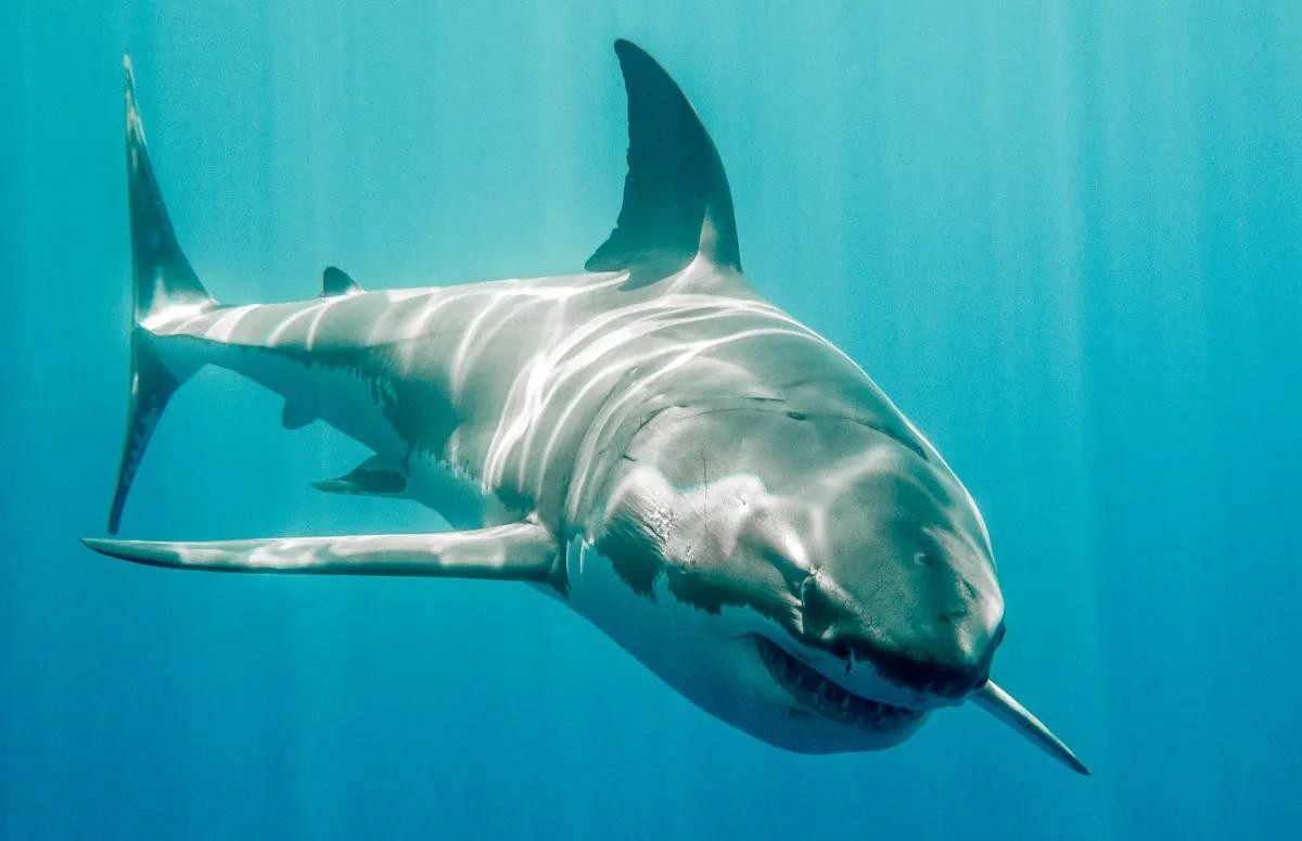 Tubarões: entenda o que está por trás da “má fama” desses animais ...