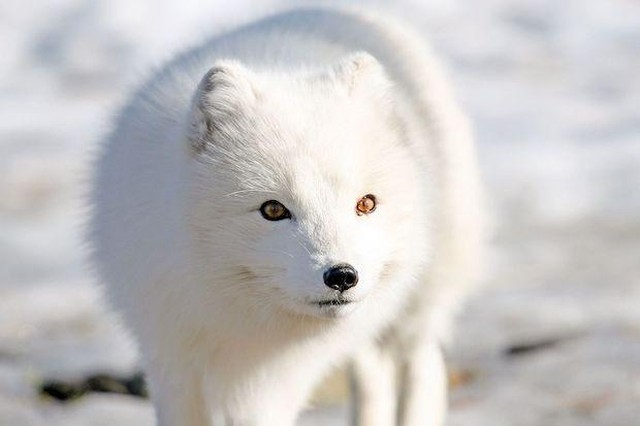 Conheça 9 espécies de animais que vivem no gelo | Comportamento | Vida ...