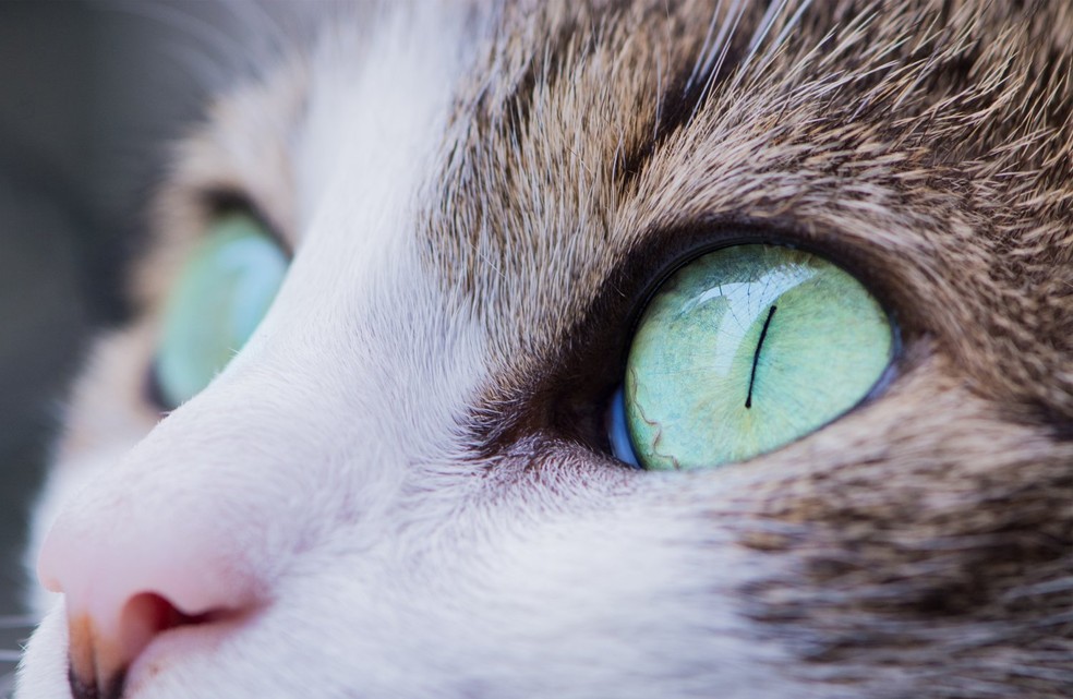 Uveíte: tudo sobre a inflamação ocular frequente em cães e gatos ...