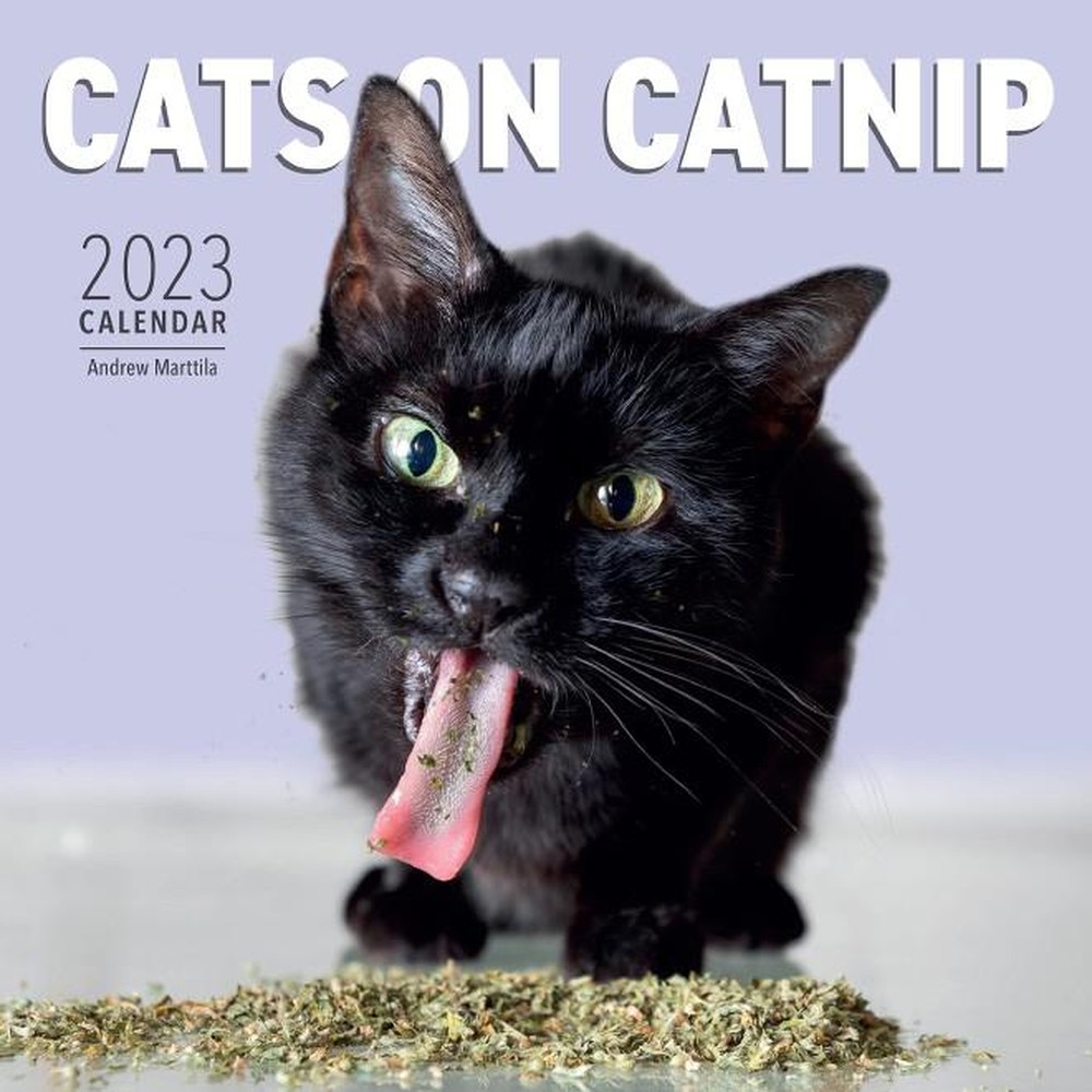 'Cats on catnip': calendário divertido com gatos sob o efeito da erva ...