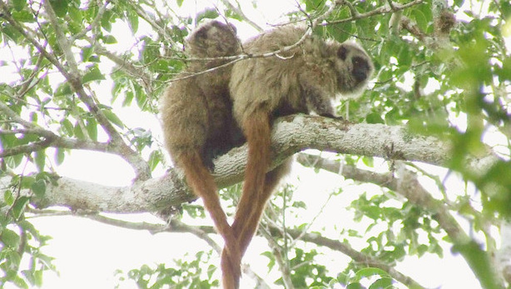 Caatinga: 10 animais do bioma exclusivamente brasileiro | Comportamento ...