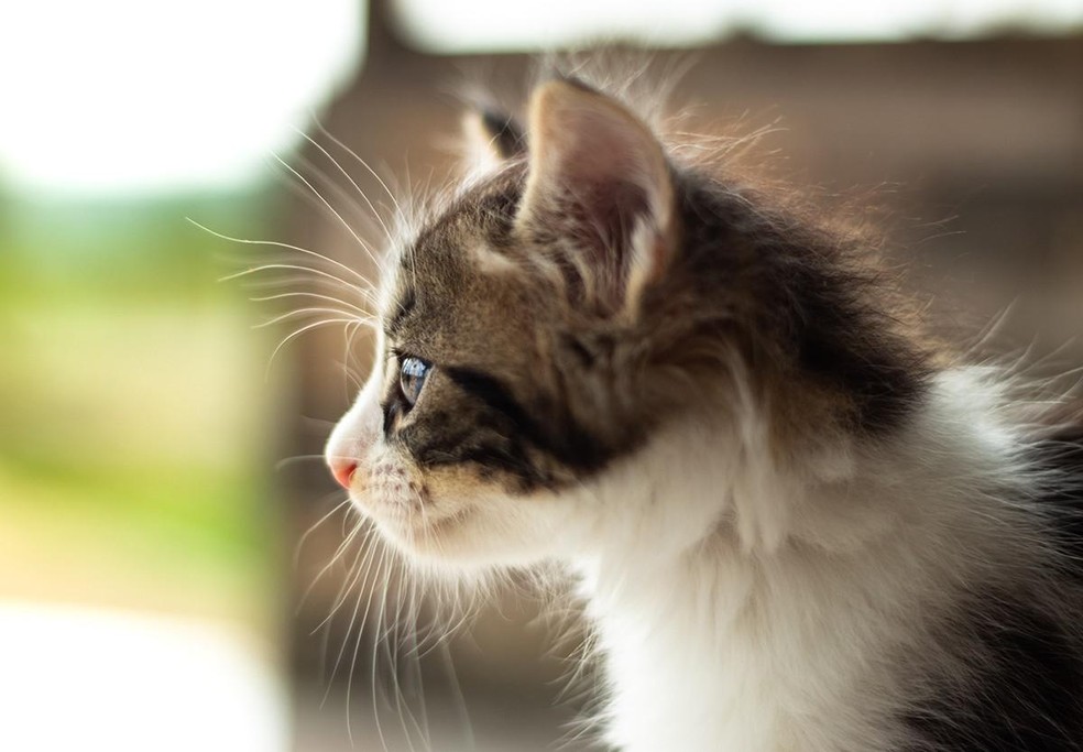 FIV e FeLV: o que são estas doenças felinas e como tratá-las | Saúde ...