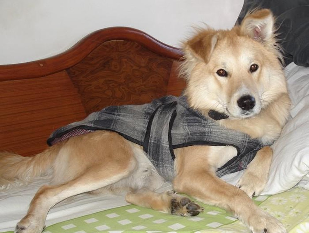 Pastor basco: um dos cães mais antigos do mundo | Raças | Vida de Bicho