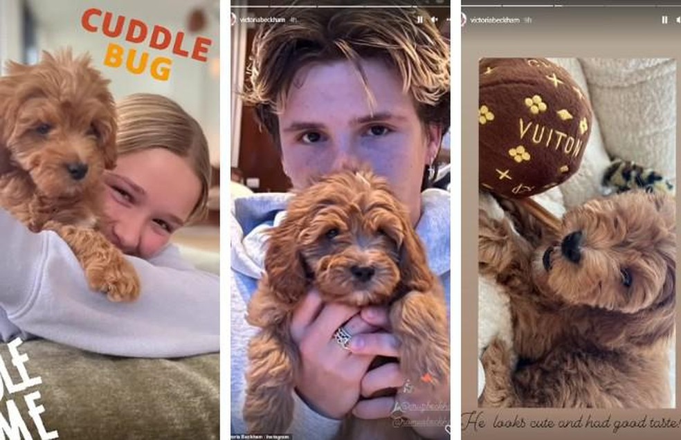 David Beckham apresenta Simba, o novo membro da família | Comportamento ...