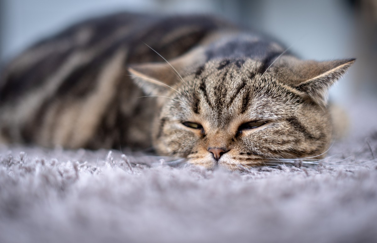 Saiba identificar 8 sinais de que um gato está doente | Saúde | Vida de ...