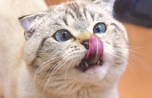 Dia do gato está chegando! Confira curiosidades sobre a espécie | Mundo ...